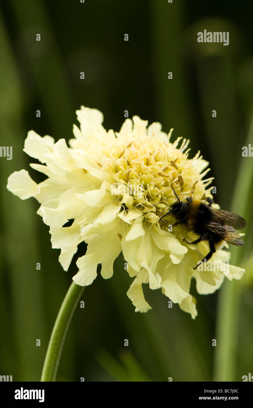 Cephalaria gigantea, Giant scabious, and bee Stock Photo - Alamy