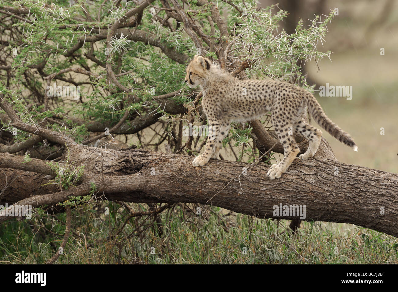 Stock photo of a cheetah cub climbing a tree, Ndutu, Tanzania Stock ...