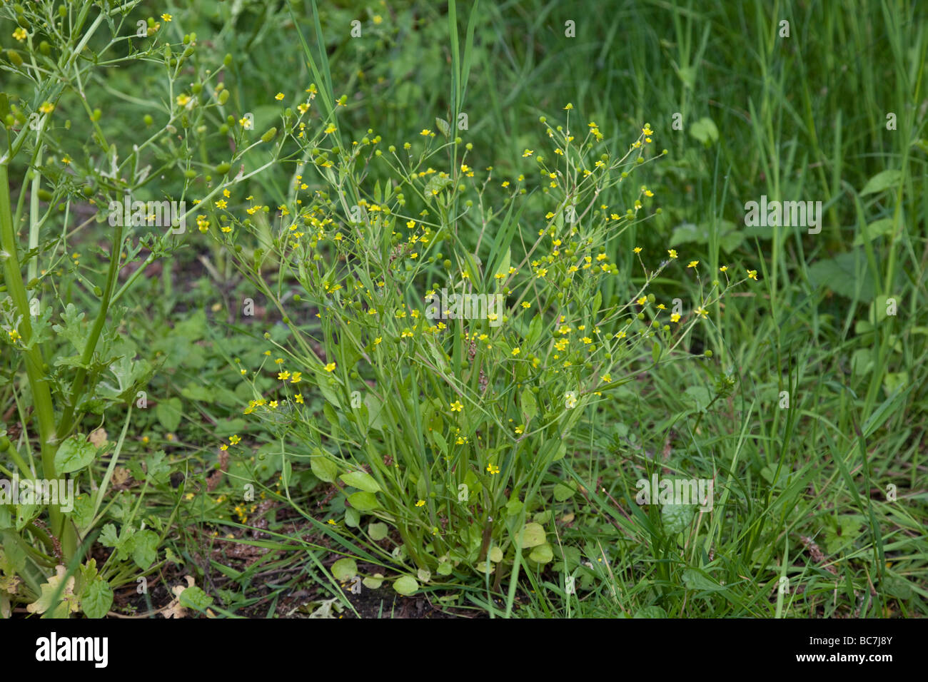 Adders Tongue Spearwort Ranunculus ophioglossus Badgeworth Nature ...