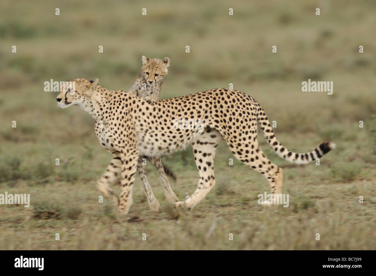 Cheetah cub pictures hi-res stock photography and images - Alamy