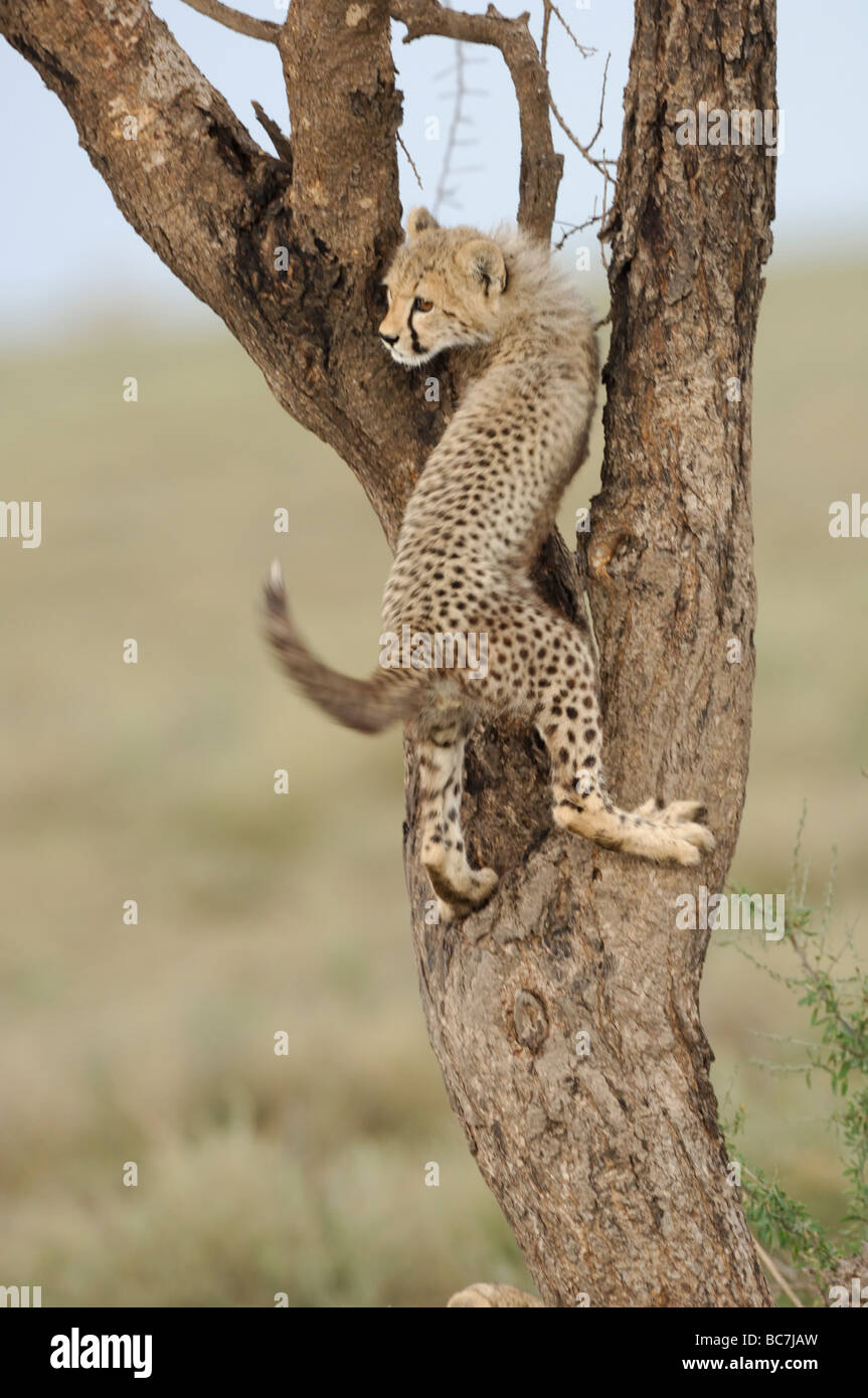 Stock photo of a cheetah cub climbing a tree, Ndutu, Tanzania Stock ...