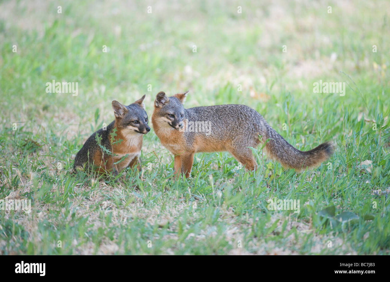 Island Fox (Urocyon littoralis), ENDANGERED, Santa Cruz Island, Channel ...