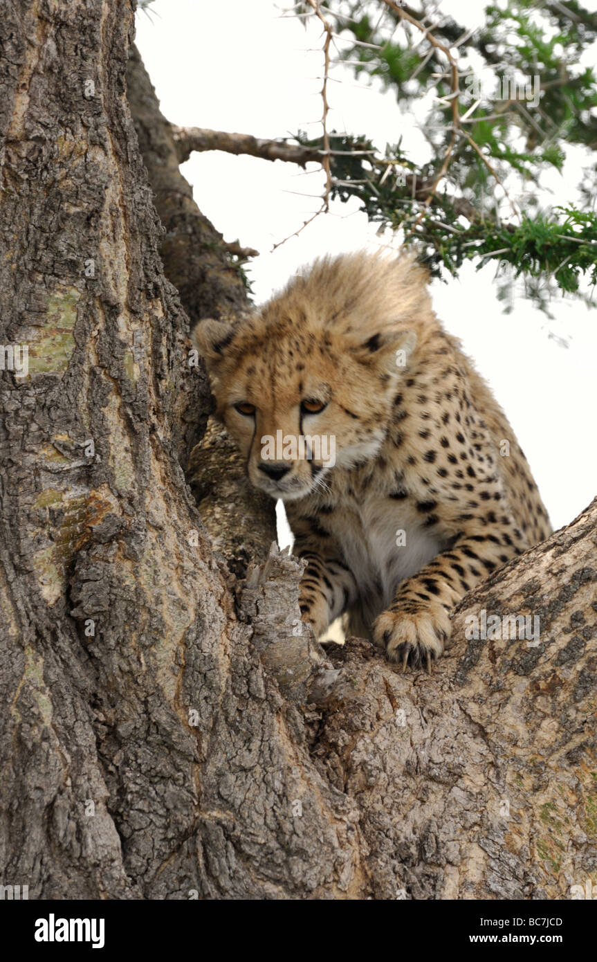 Cheetah Cub Climbing High Resolution Stock Photography and Images - Alamy