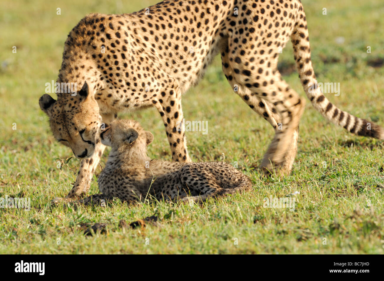 Animal Mother And Baby Nuzzle High Resolution Stock Photography and ...