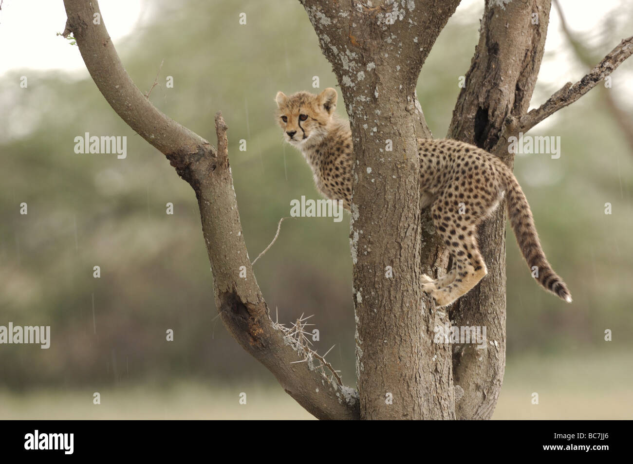 Cheetah tree hi-res stock photography and images - Alamy