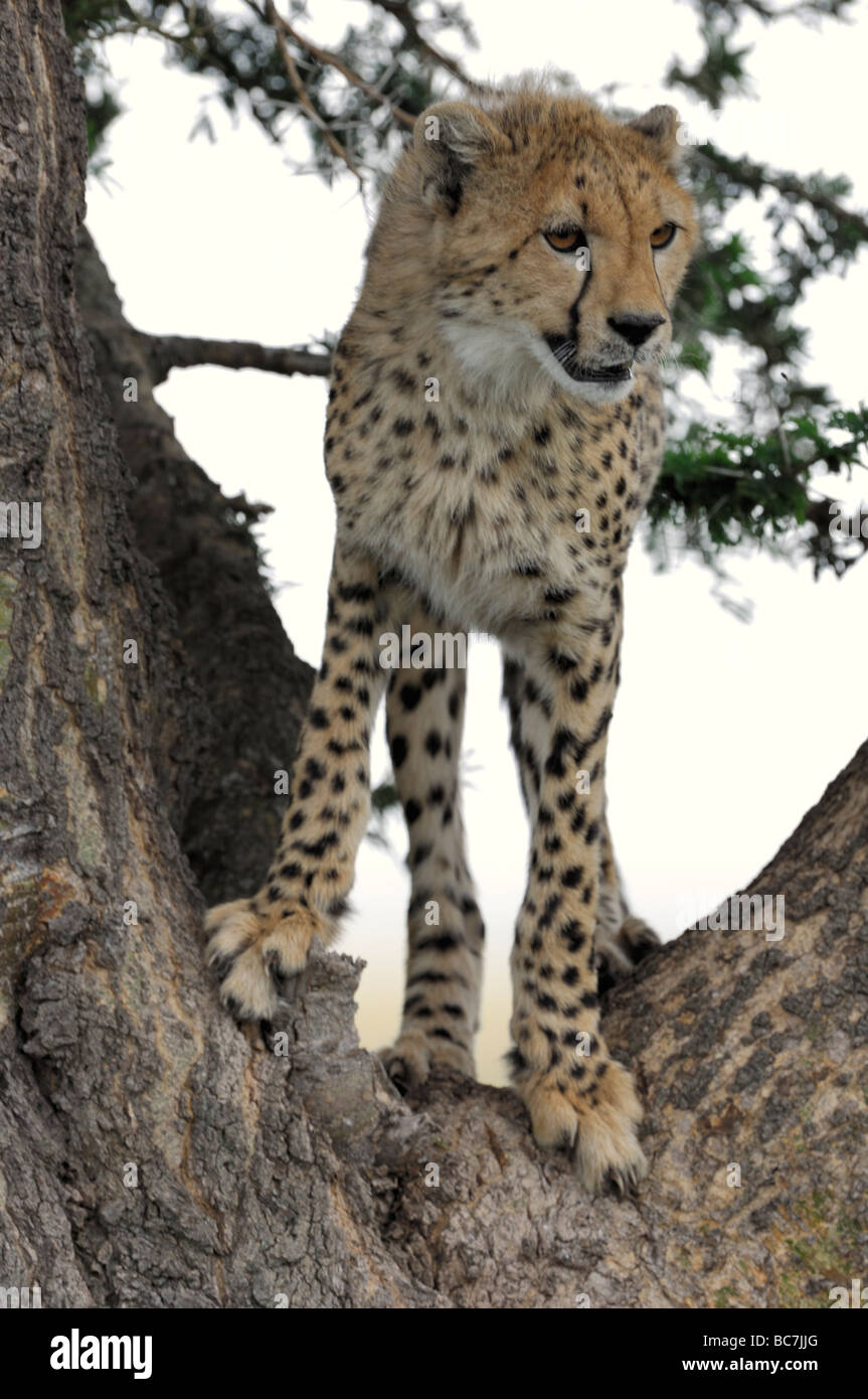 Stock photo of a cheetah cub climbing a tree, Ndutu, Tanzania Stock ...