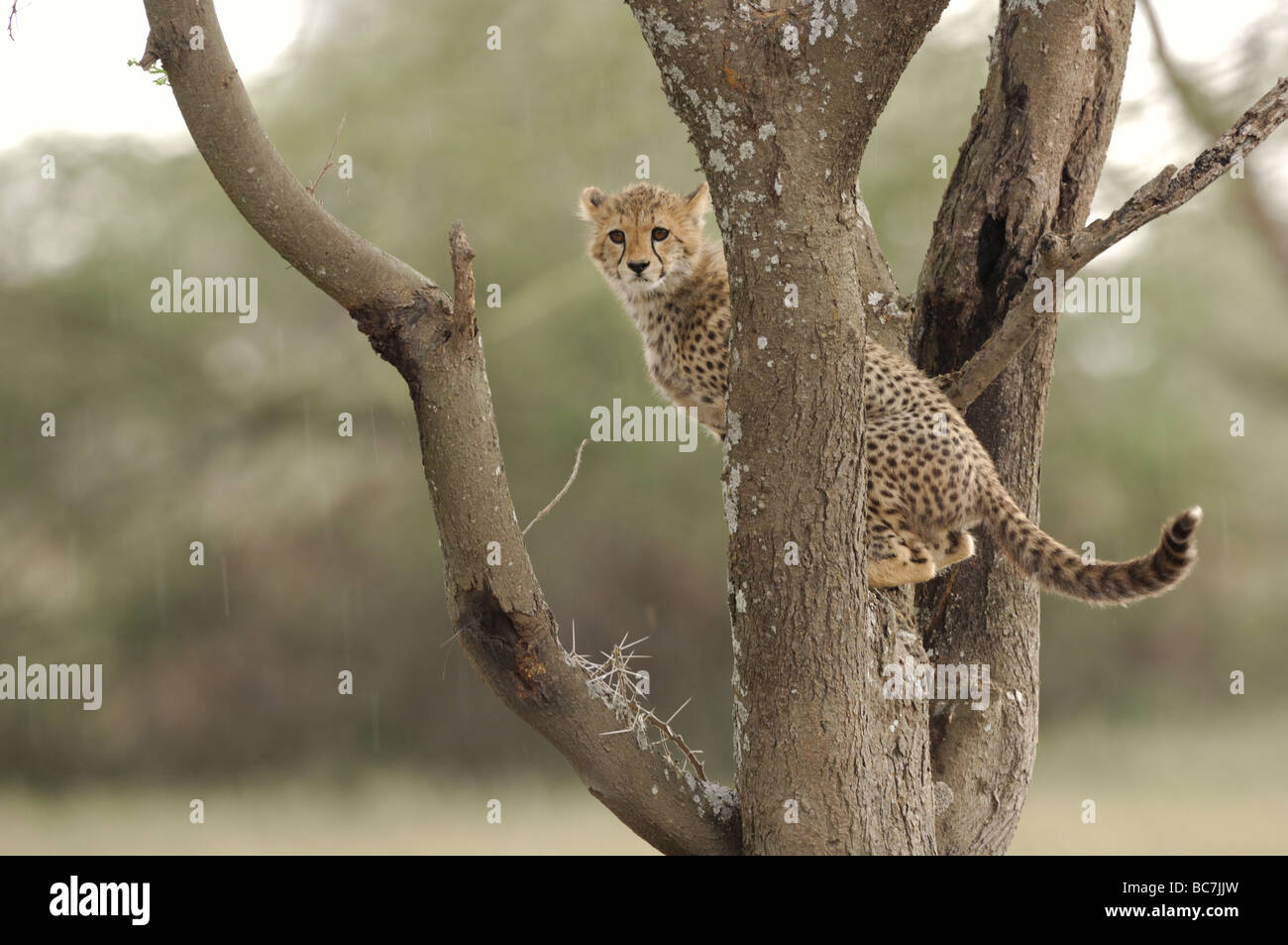 Stock photo of a cheetah cub climbing a tree, Ndutu, Tanzania Stock ...