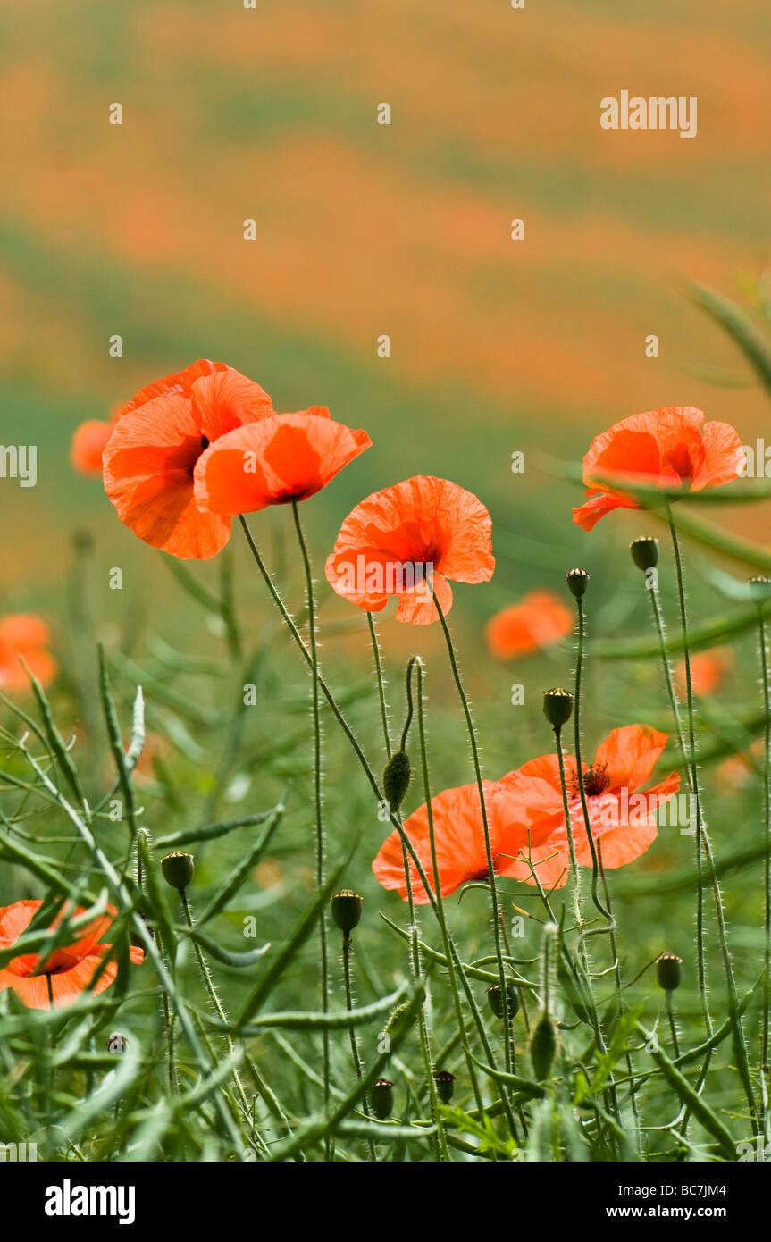 Common poppies Papaver rhoeas Stock Photo - Alamy