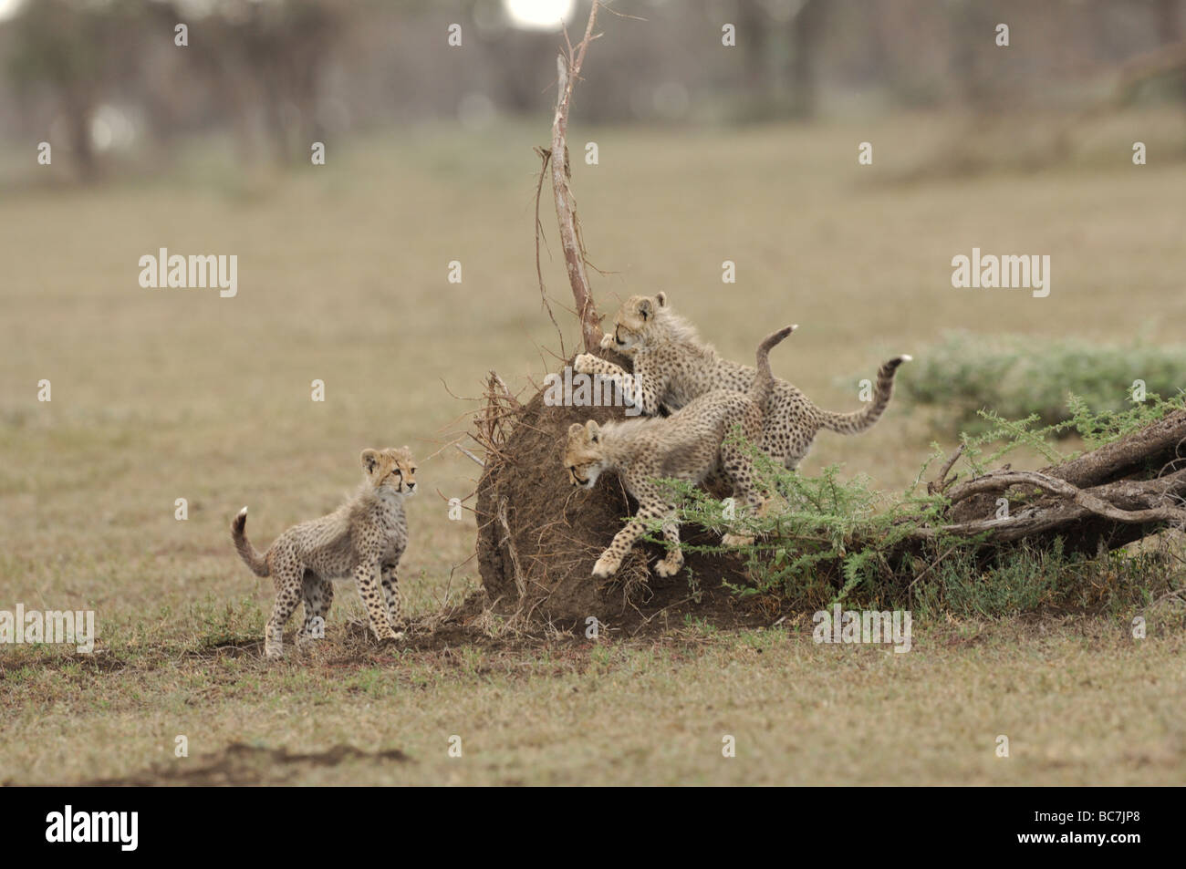 Cheetah Cubs In A Ball