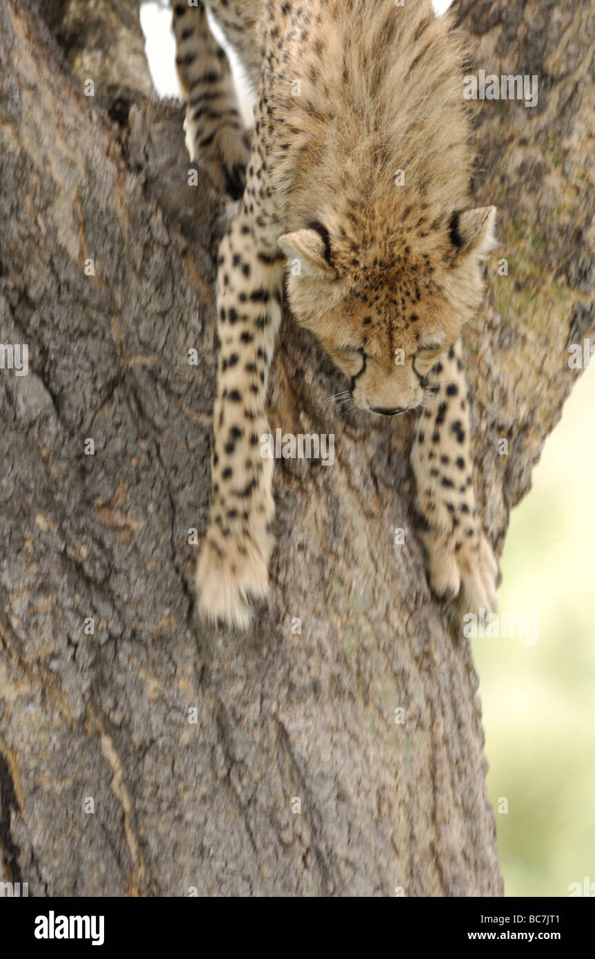 Cheetah cheetahs stretch stretching hi-res stock photography and images ...