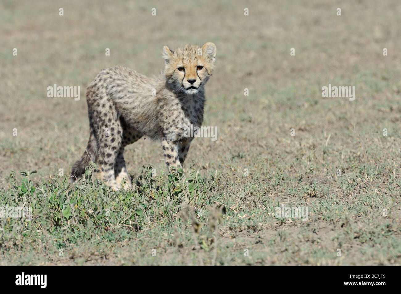 Cheetah cub walking forward hi-res stock photography and images - Alamy