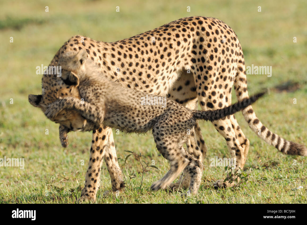 Stock photo of a cheetah cub playing with his mother, Ndutu, Tanzania ...