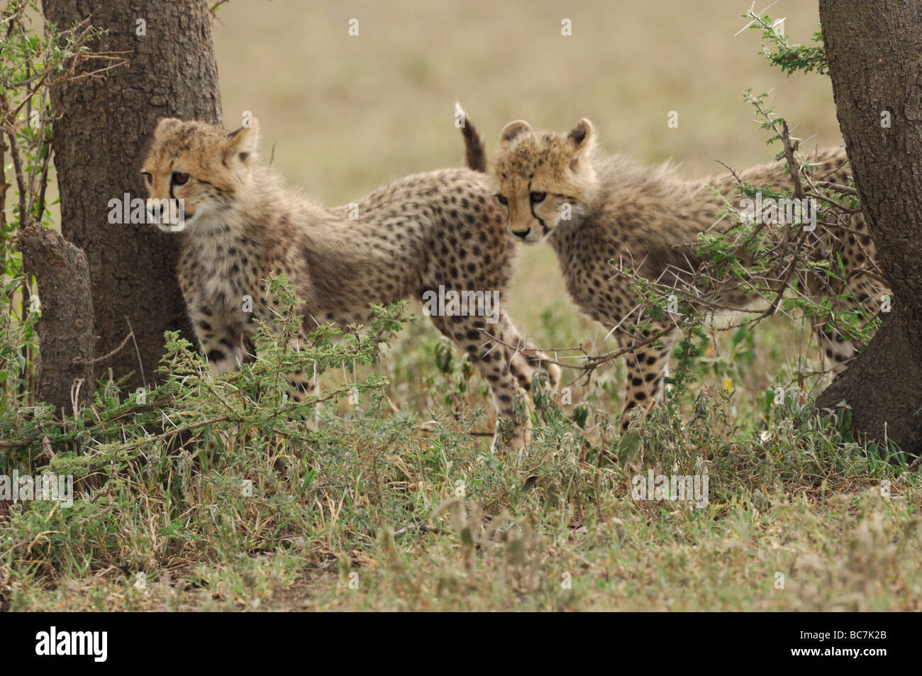 Cheetah cub pictures hi-res stock photography and images - Alamy