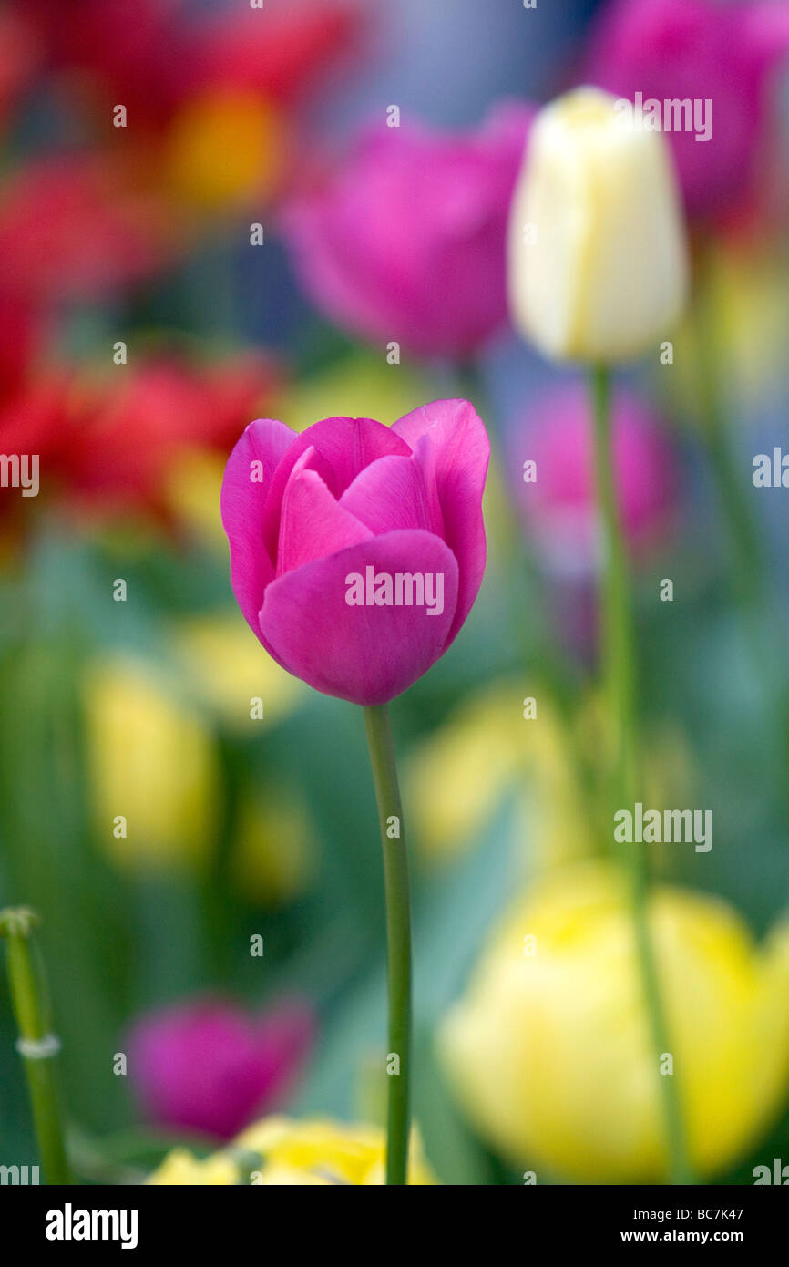 Chicago spring hi-res stock photography and images - Alamy