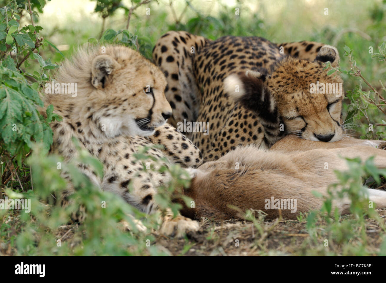 Impala herd feeding High Resolution Stock Photography and Images - Alamy