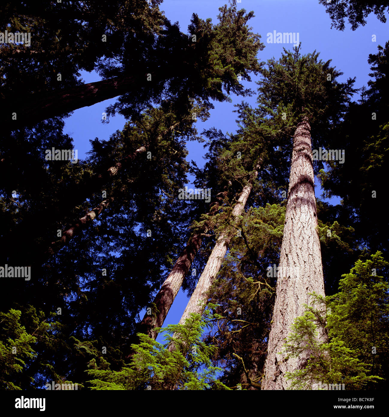 Coniferous Trees growing in a Temperate Rainforest on Vancouver Island ...
