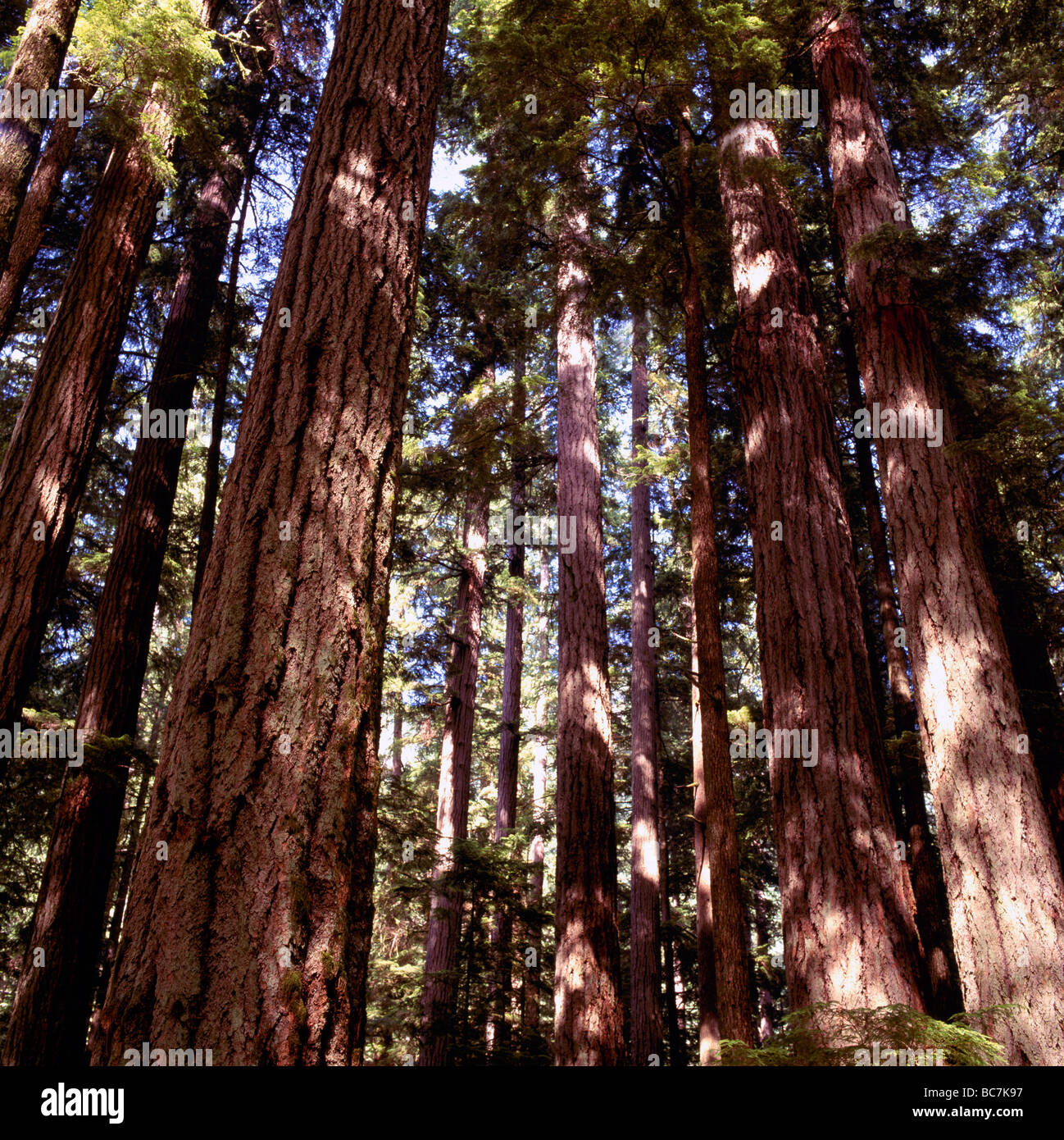Coniferous Trees growing in a Temperate Rainforest on Vancouver Island ...