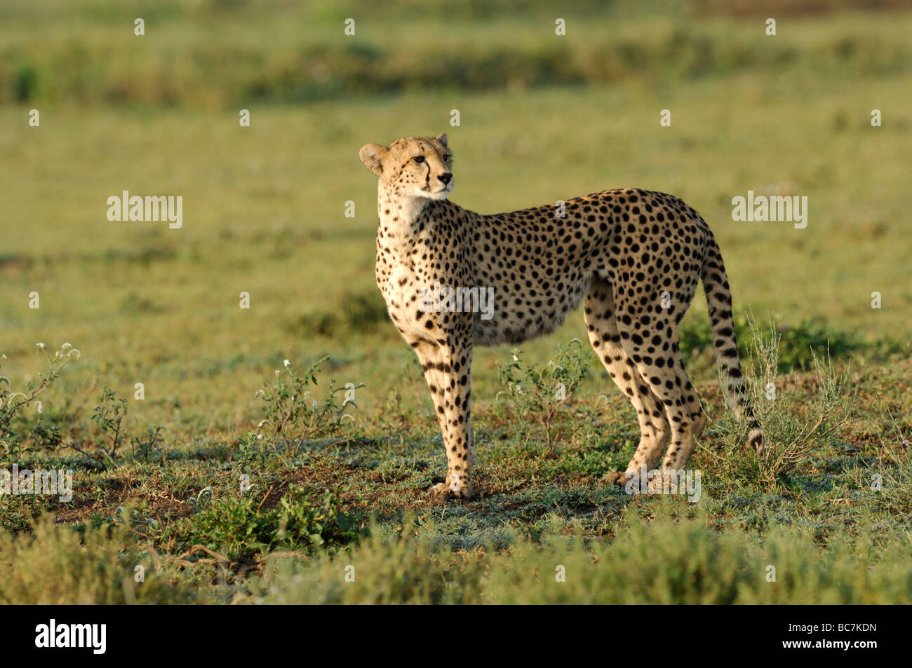 Picture of cheetah standing hi-res stock photography and images - Alamy