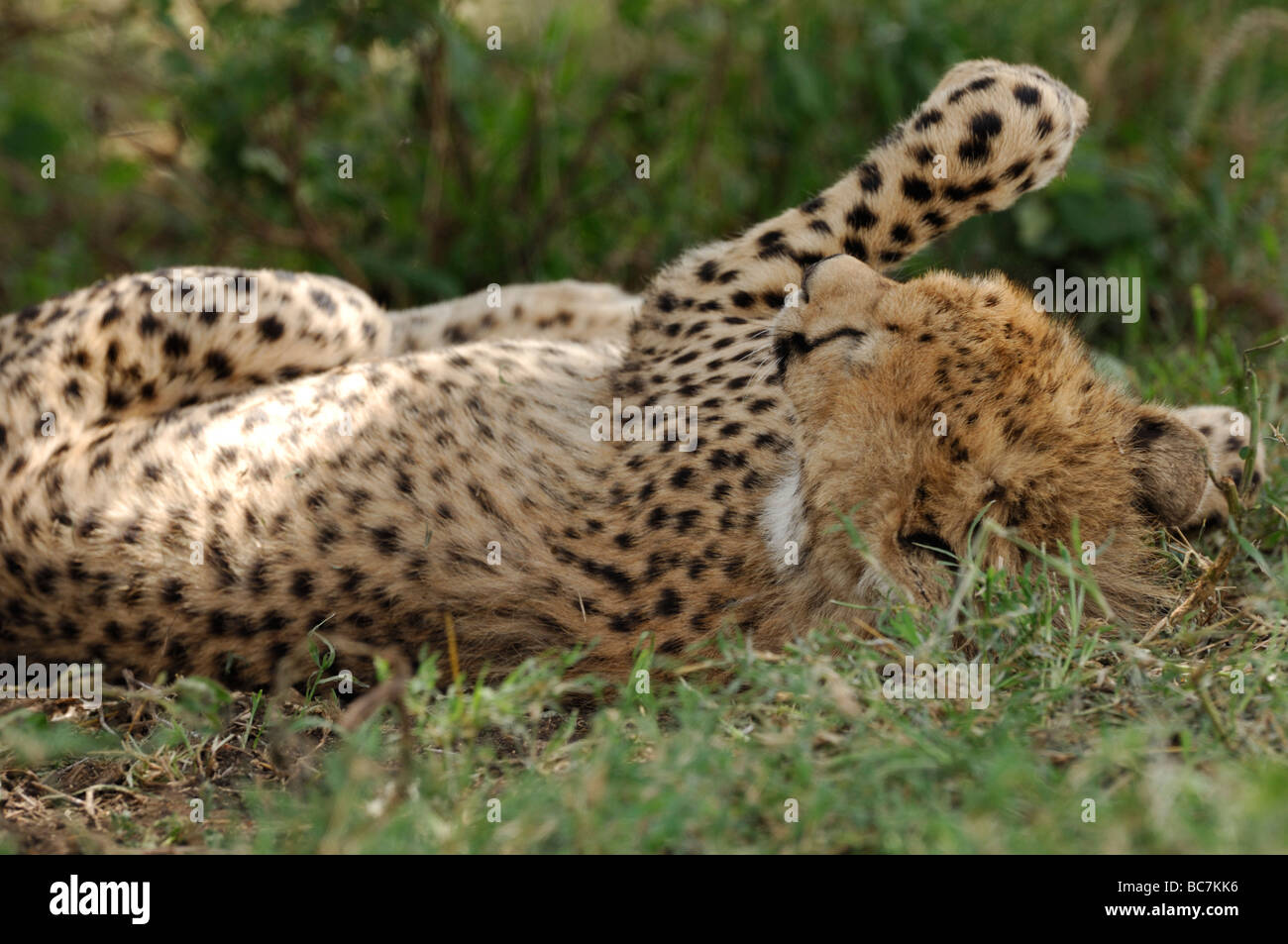 Cheetah cheetahs stretch stretching hi-res stock photography and images ...