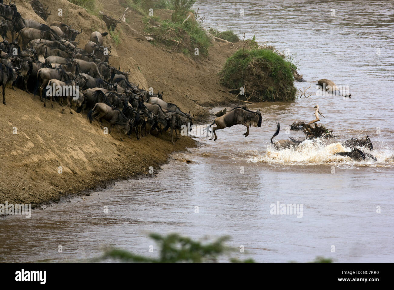 Wildebeest crossing the Mara River - Masai Mara National Reserve, Kenya ...