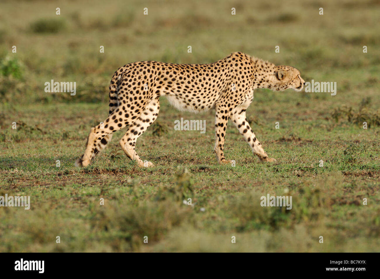 Cheetah stalking pose hi-res stock photography and images - Alamy