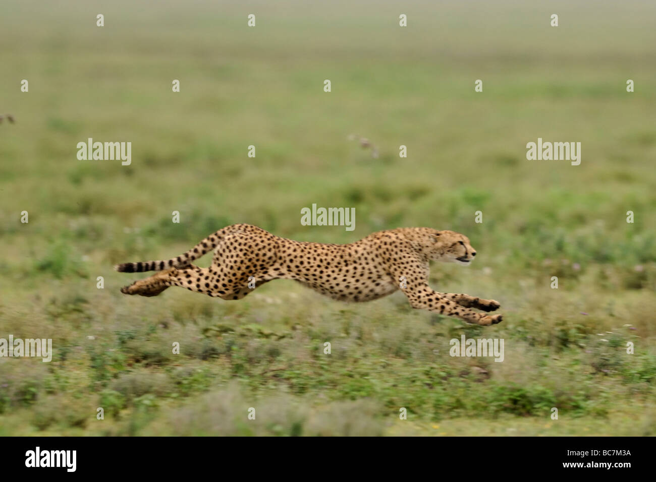 Cheetah Running Side View