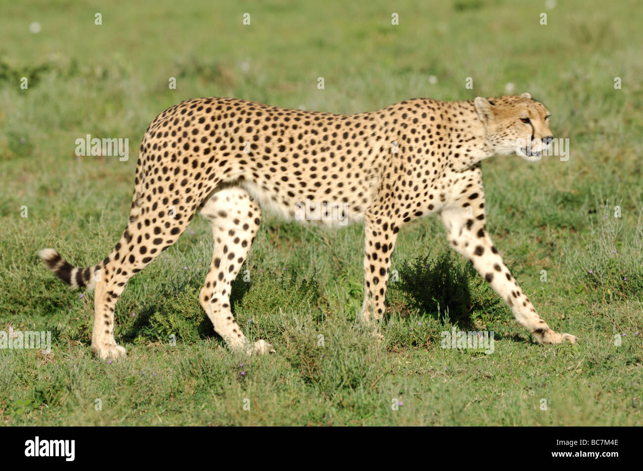 Cheetah striding hi-res stock photography and images - Alamy