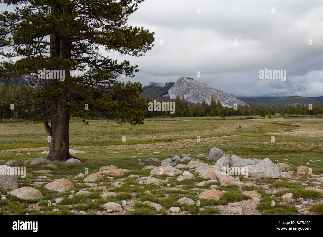 Tuolumne meadows hi-res stock photography and images - Alamy