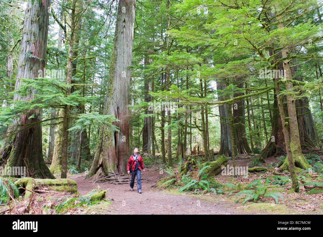 old growth forest in Cathedral Grove MacMillan Provincial Park ...