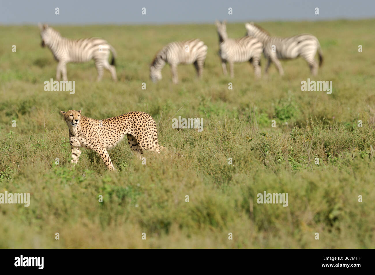 Cheetah Chasing Zebra