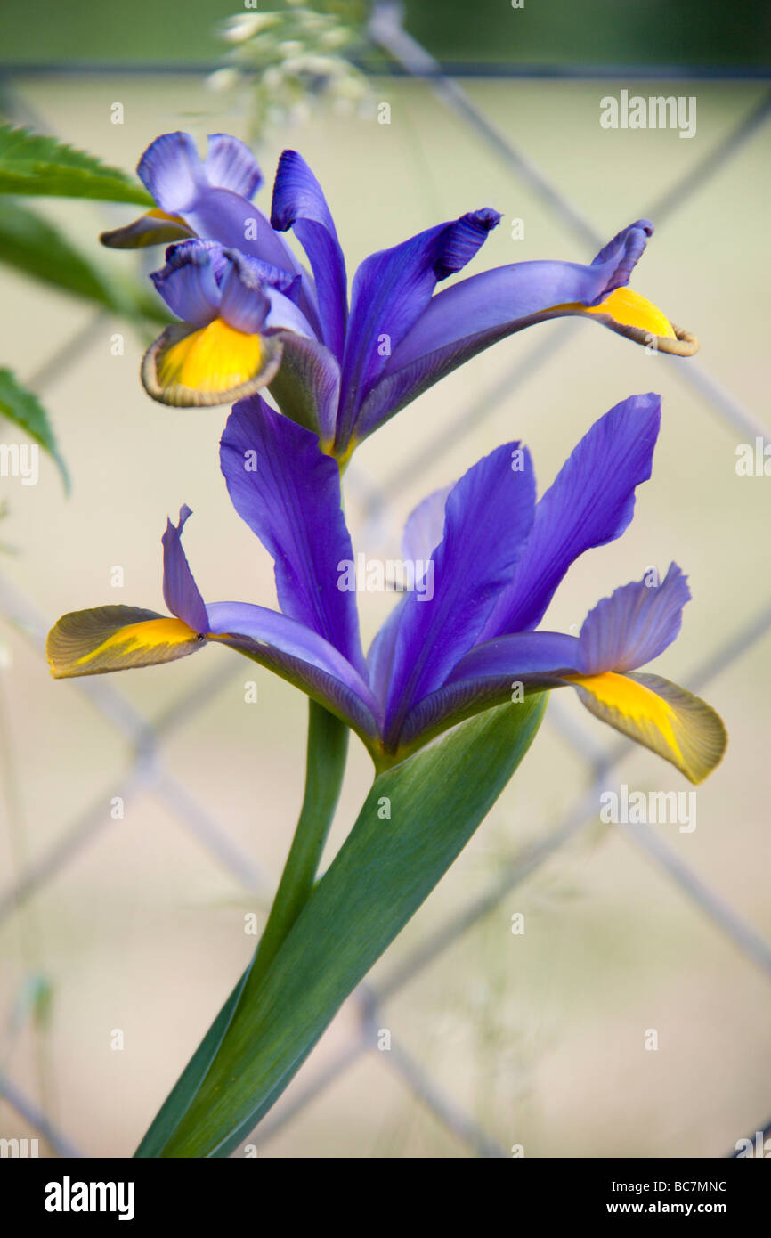 Purple lily flower close up Stock Photo - Alamy