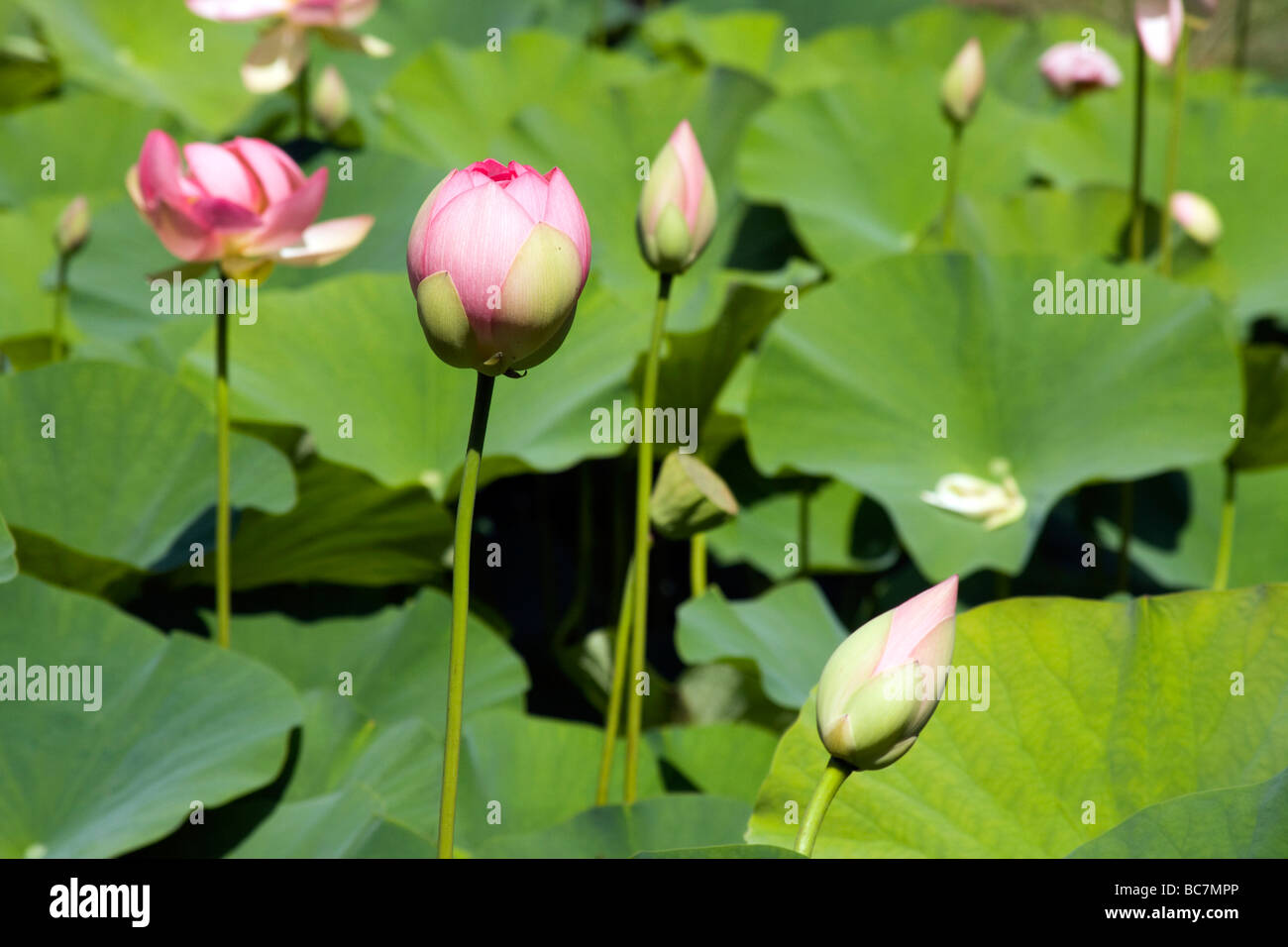 Vertical lotus pink hi-res stock photography and images - Alamy