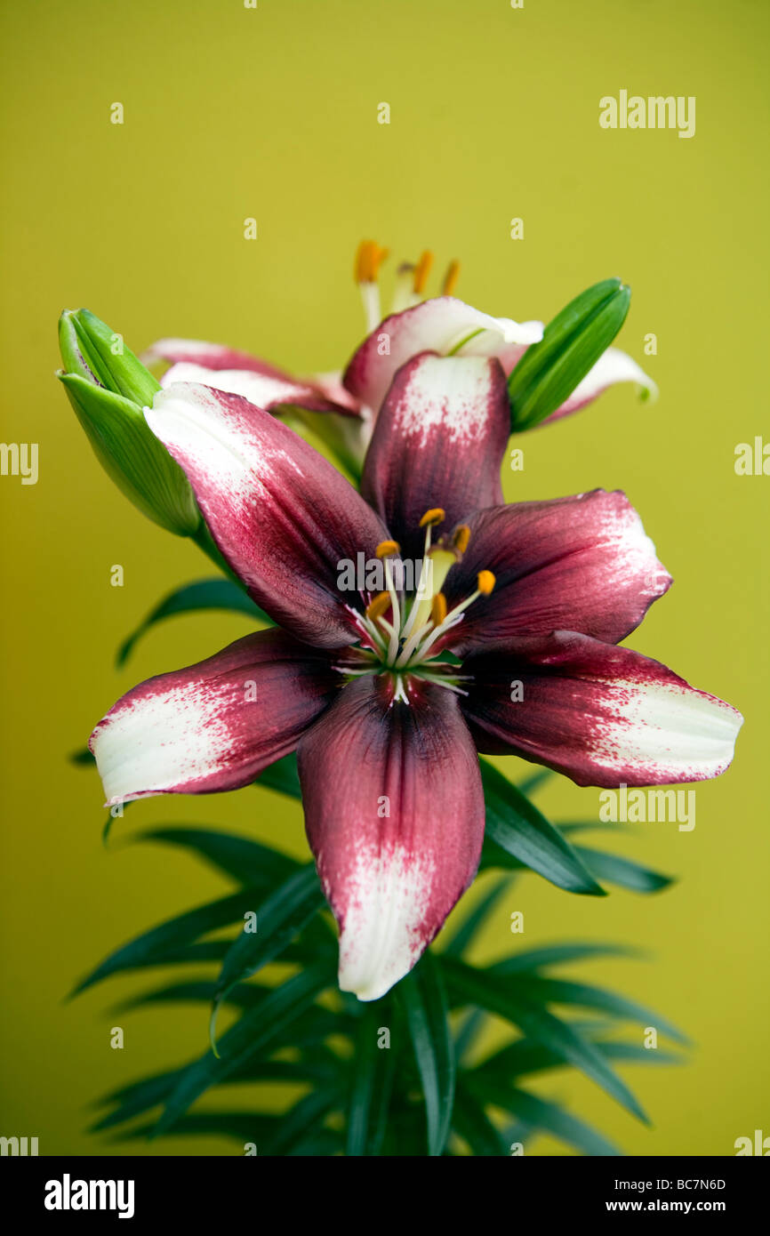 Colorful Lily flowers Stock Photo - Alamy