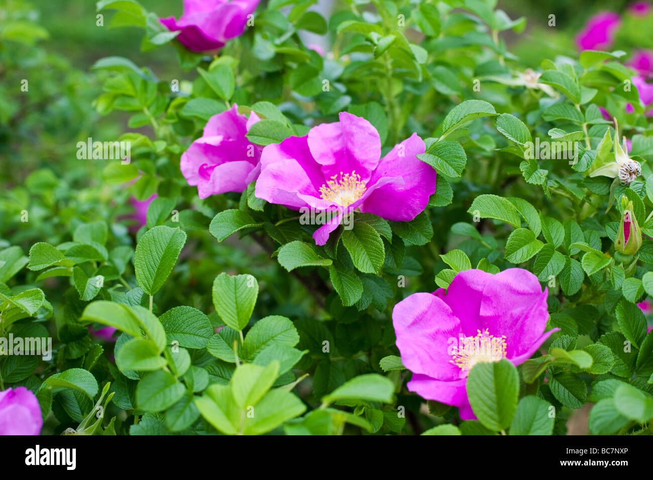 Macro shot pink bush hi-res stock photography and images - Alamy