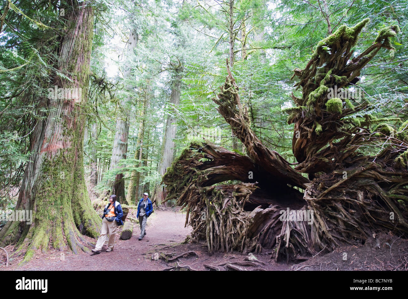 old growth forest in Cathedral Grove MacMillan Provincial Park ...