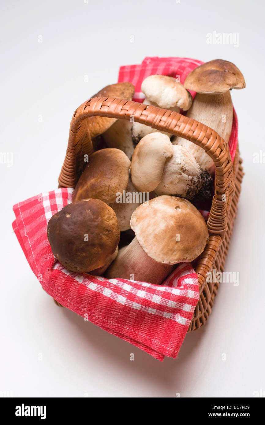 Ceps in wood hi-res stock photography and images - Alamy