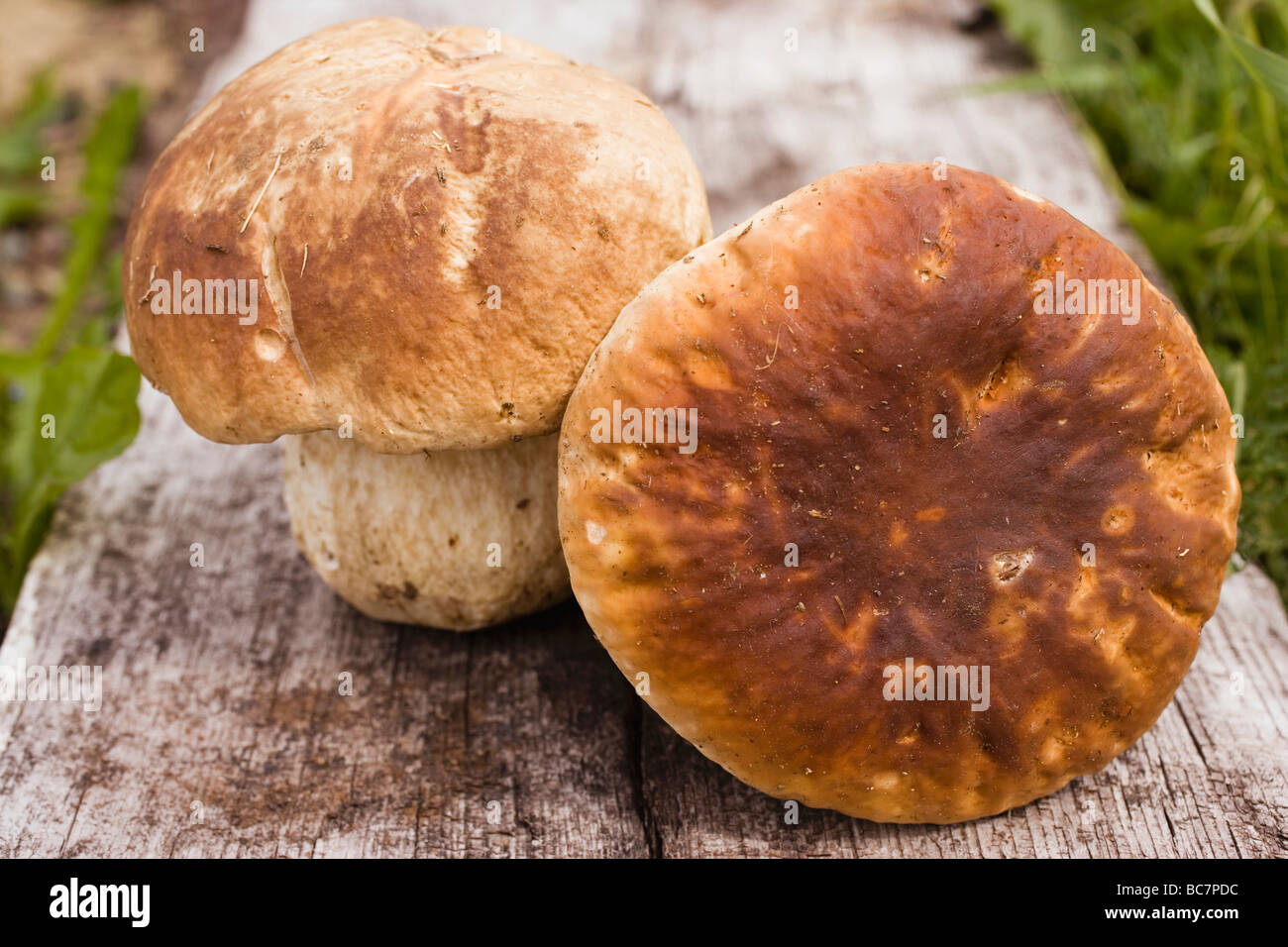 Two ceps hi-res stock photography and images - Alamy