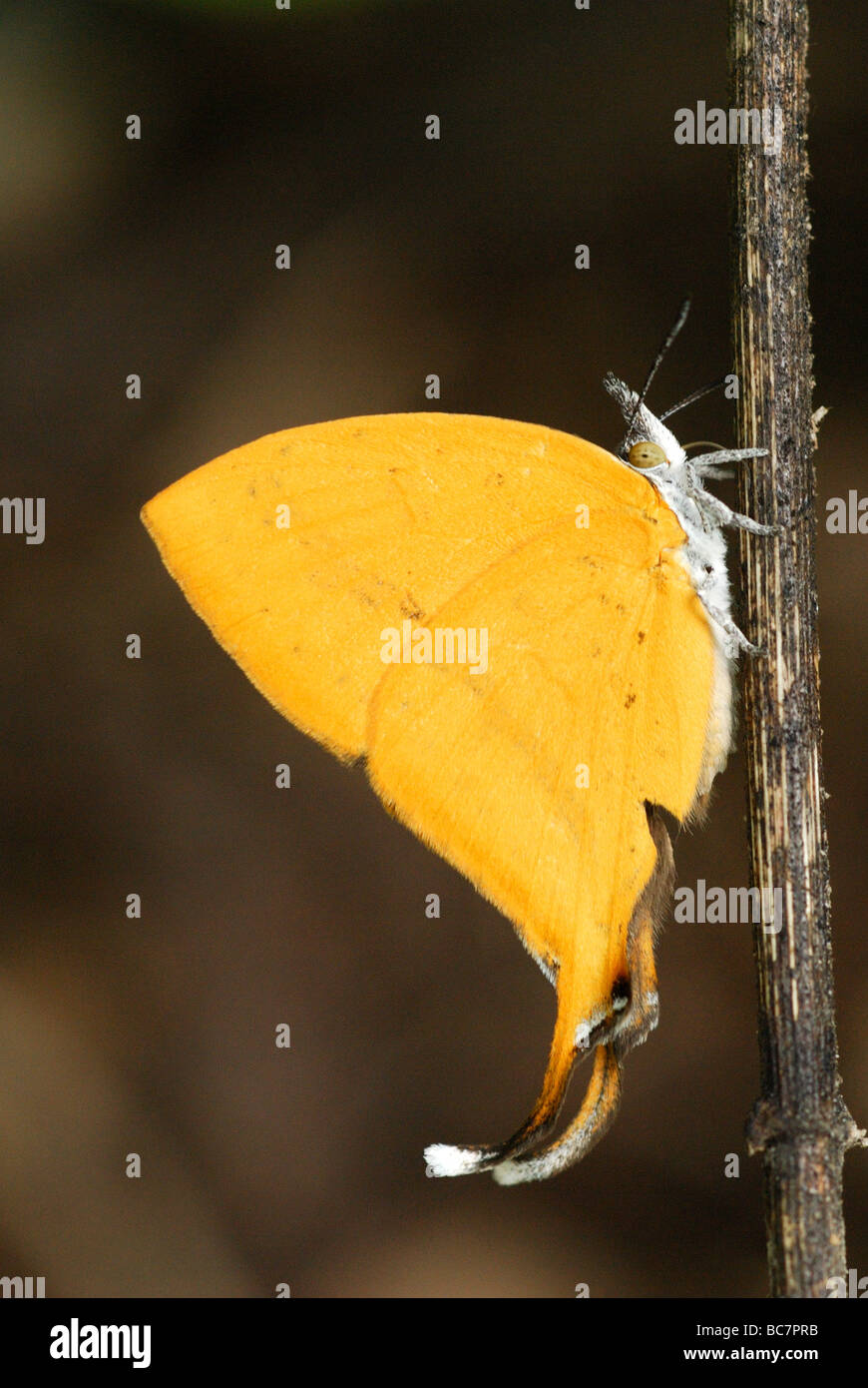 Yamfly butterfly in the rainforest in western Thailand Stock Photo - Alamy
