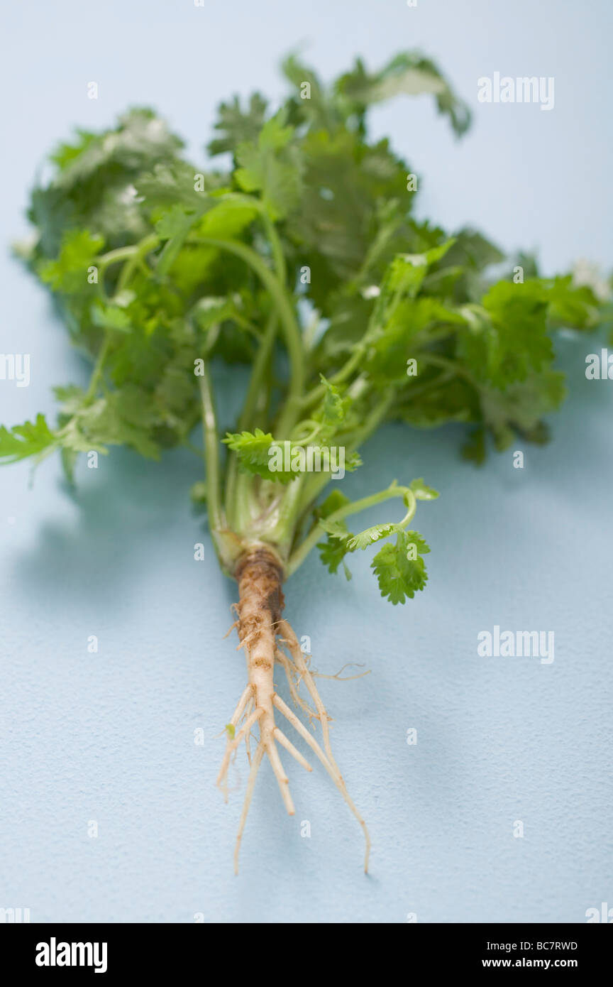 Fresh coriander with root Stock Photo - Alamy