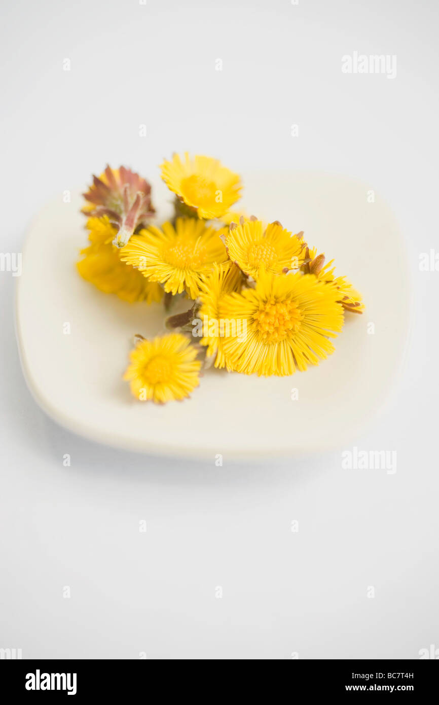 Coltsfoot cut out hi-res stock photography and images - Alamy