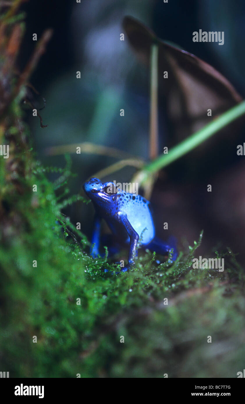 Blue and Black Poison Frog, Dendrobates azureus, in captivity. Also ...