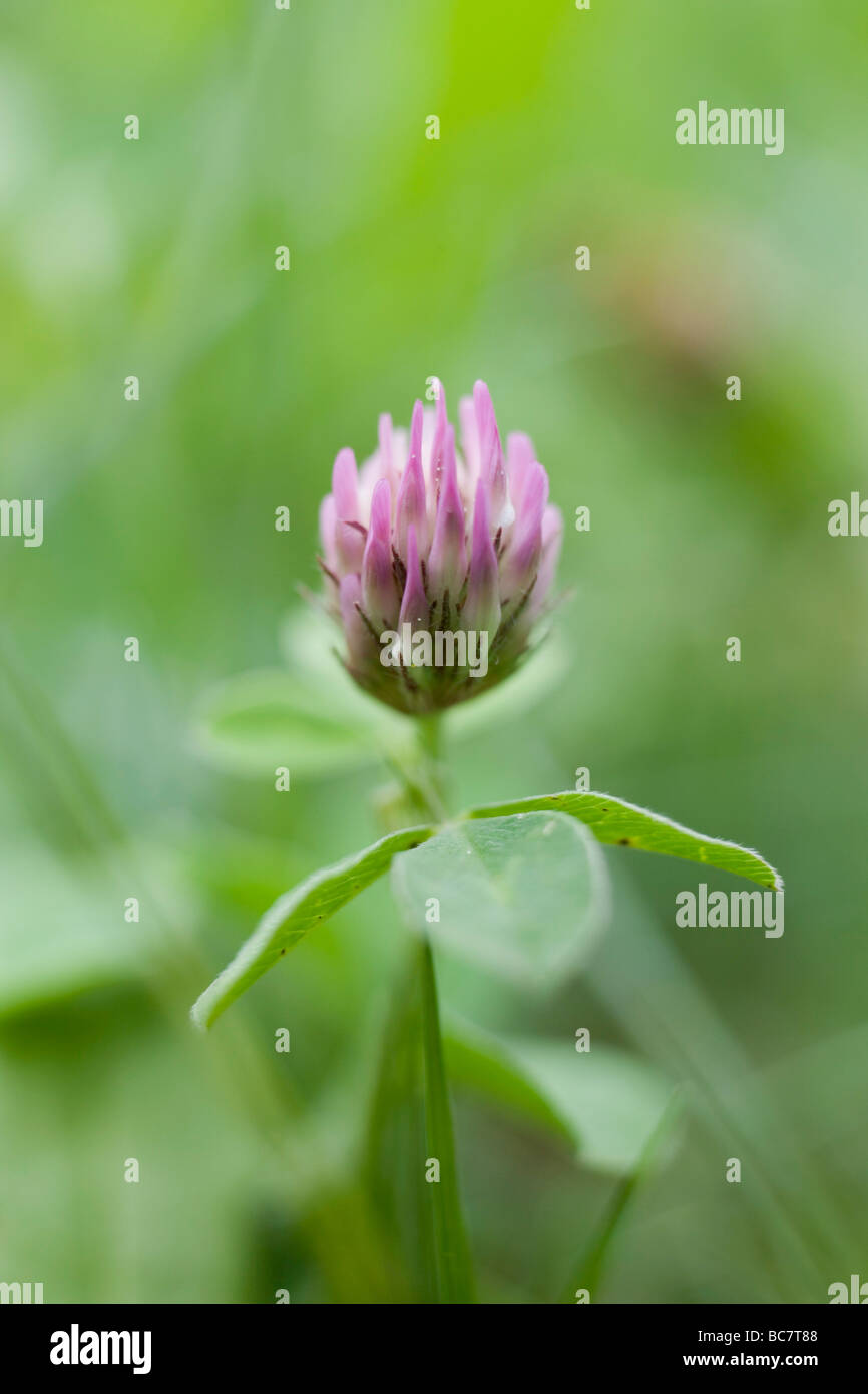 Single clover flower hi-res stock photography and images - Alamy