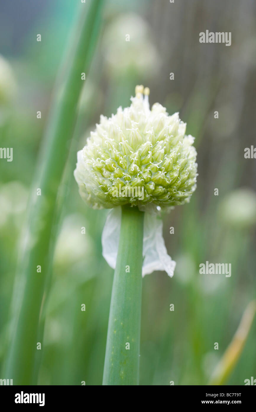Allium tuberosum garlic chive hi-res stock photography and images - Alamy