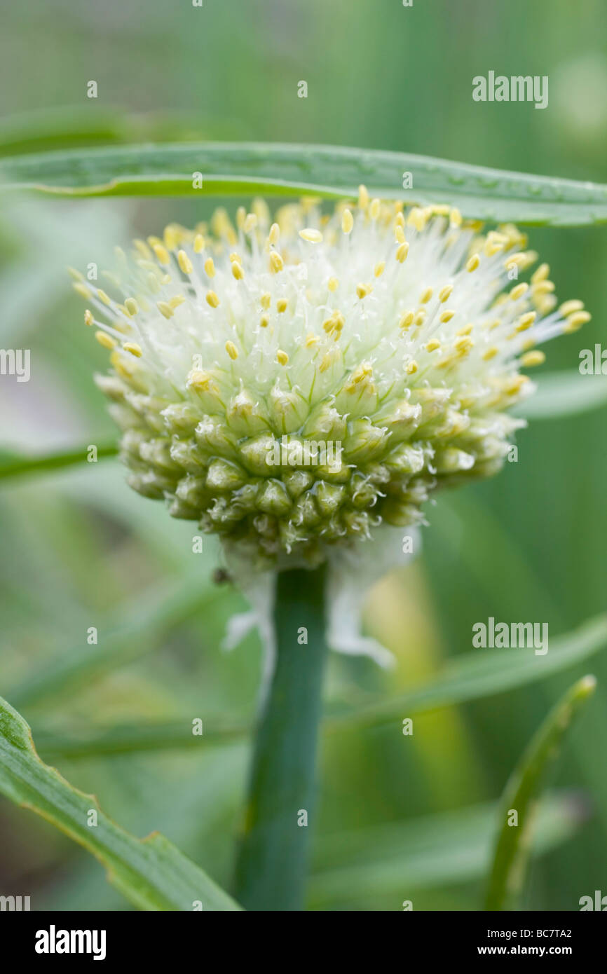 Allium tuberosum garlic chive hi-res stock photography and images - Alamy
