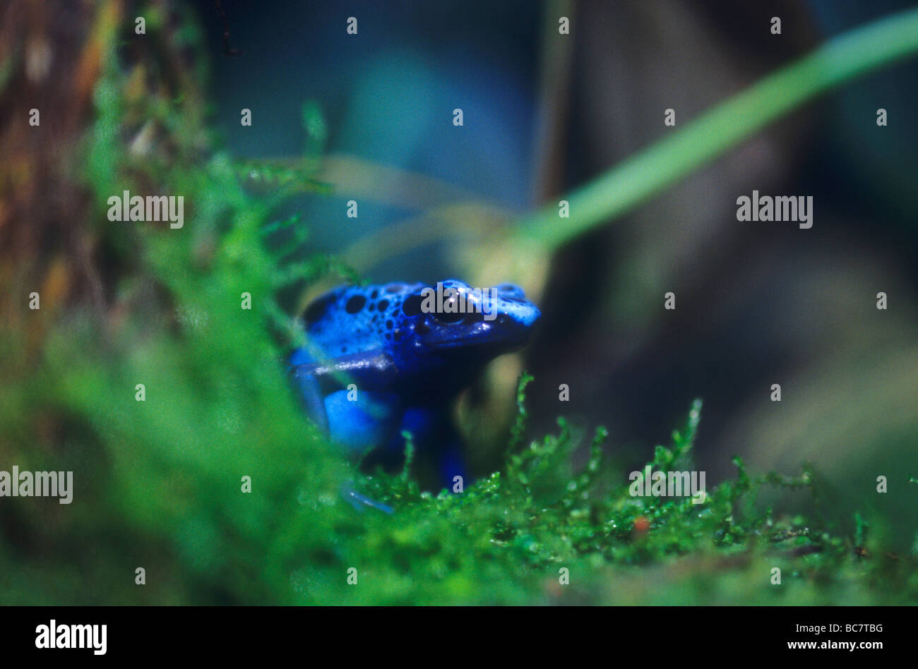Blue and Black Poison Frog, Dendrobates azureus, in captivity. Also ...
