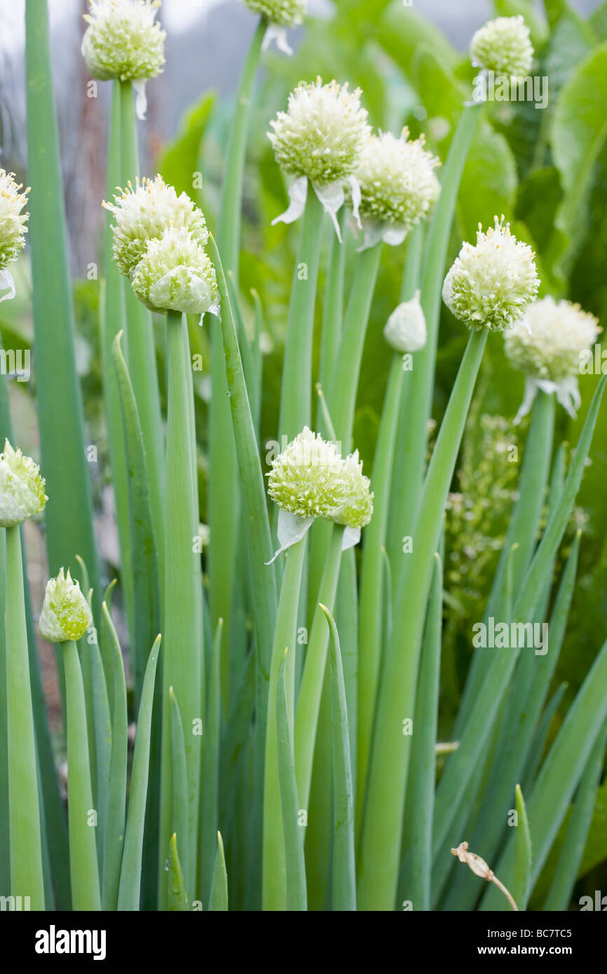 Garlic chives with flowers Stock Photo - Alamy