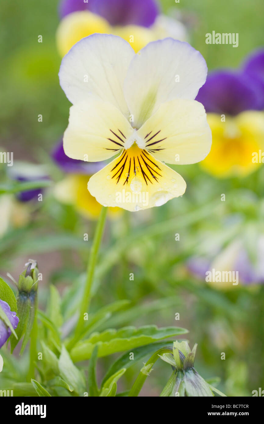 Yellow pansy Stock Photo - Alamy