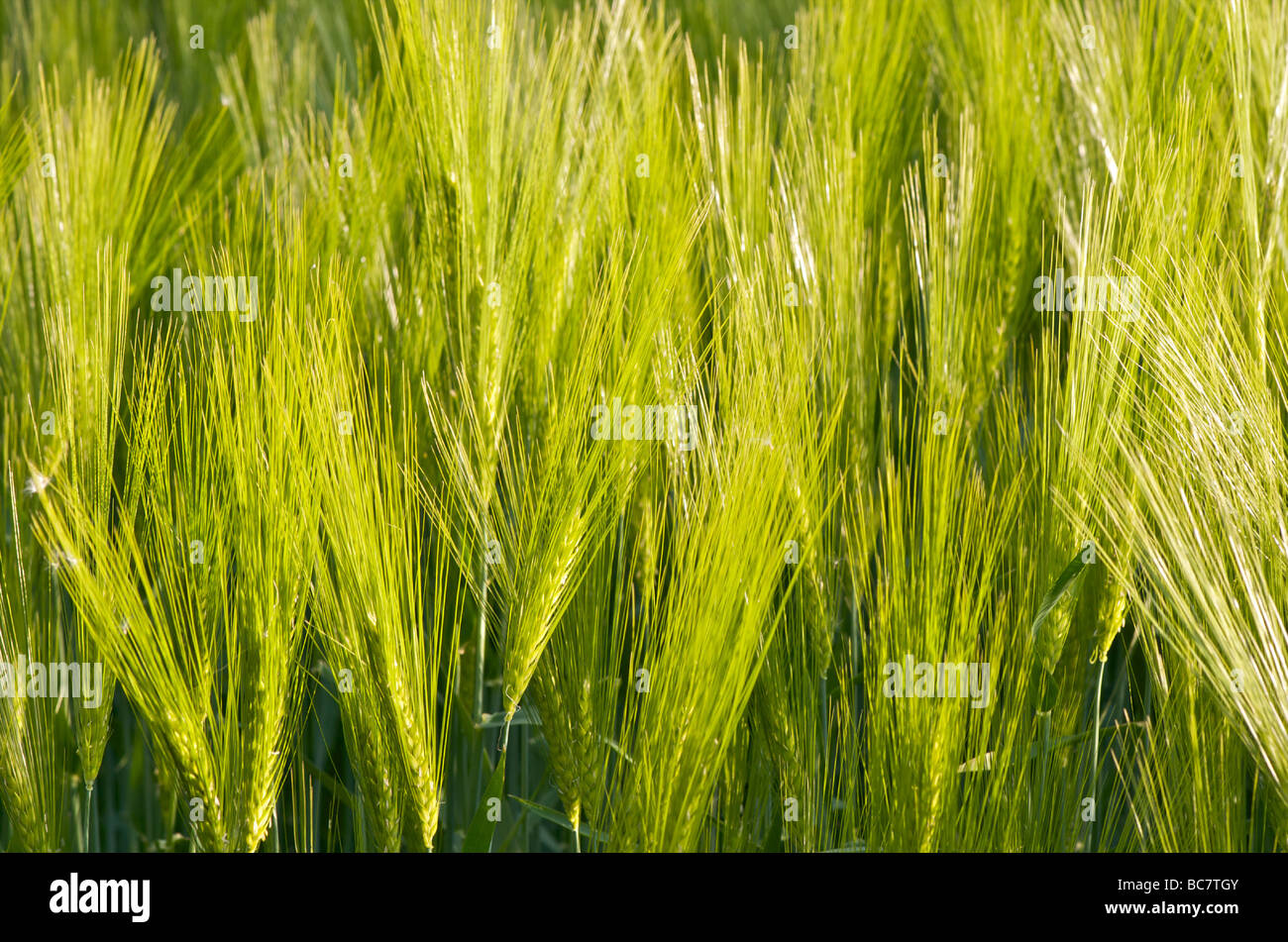 Barley growing in a english countryside field Stock Photo - Alamy
