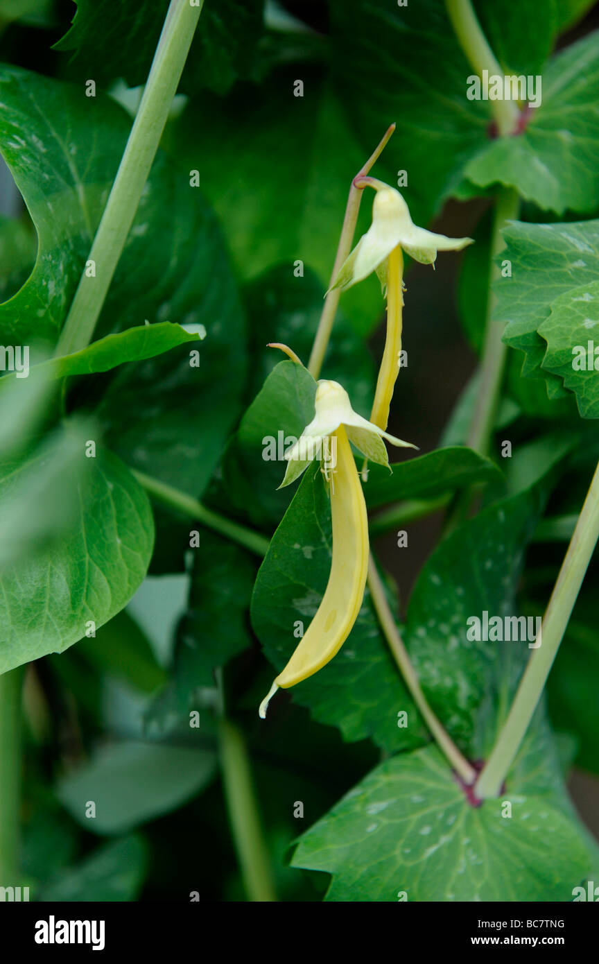 Mange tout plants hi-res stock photography and images - Alamy