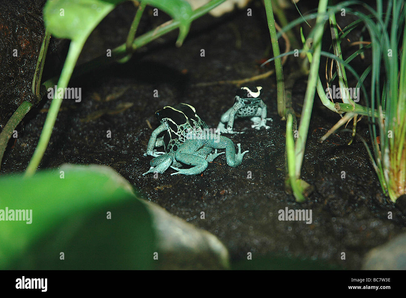 Three Powder Blue Dyeing Poison Frogs, Dendrobates tinctorius, also ...